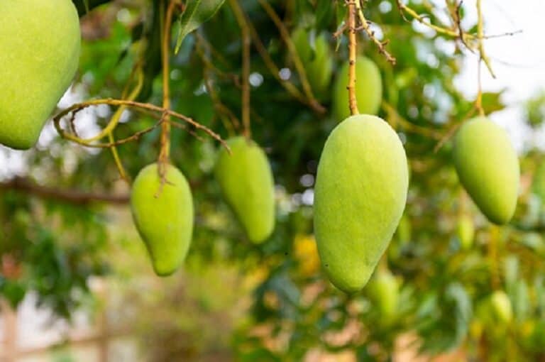 Top 10 Sweetest Mangoes In The World